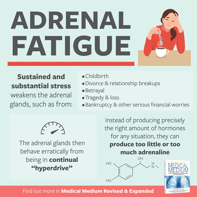 Adrenal Fatigue Adrenal Fatigue